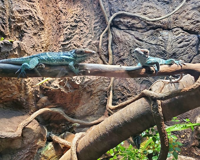 Tropical roommates who never argue about the thermostat. These vibrant blue lizards share a branch in perfect harmony, their electric coloration a reminder that nature invented neon long before Vegas.