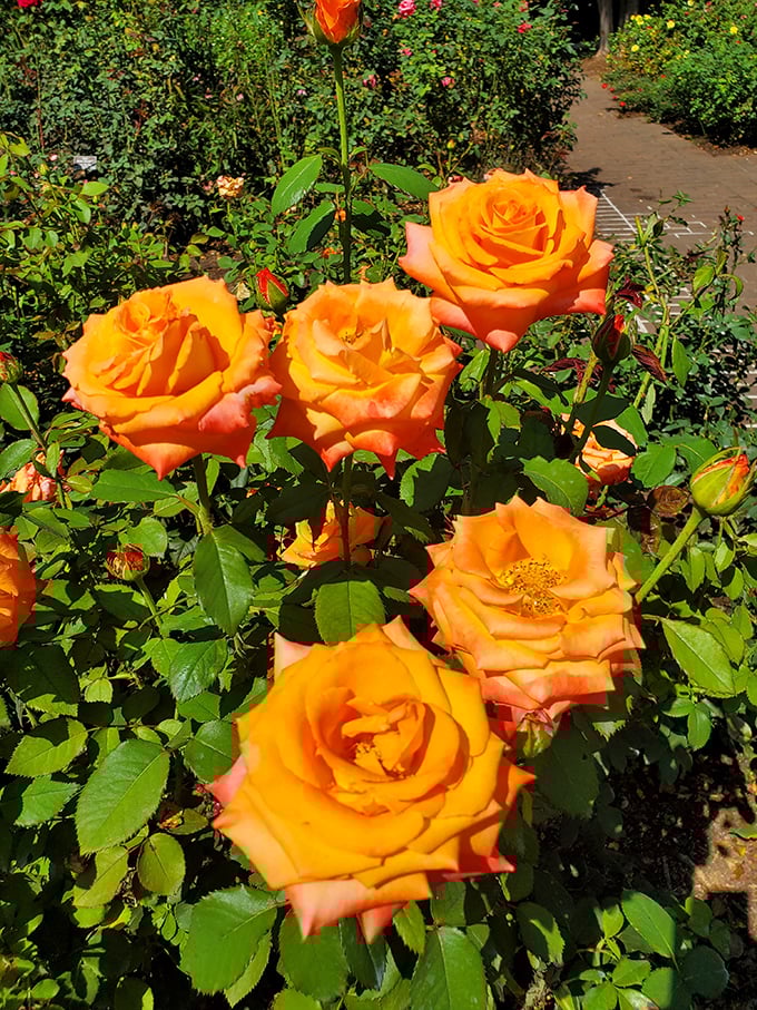 These tangerine-hued roses glow like they've captured sunshine and decided to keep it for themselves indefinitely.