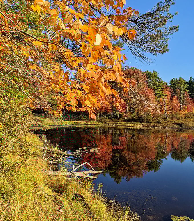 Autumn's golden hour transforms this quiet pond into a masterpiece of reflected color, proving Mother Nature remains the most talented painter in Massachusetts.