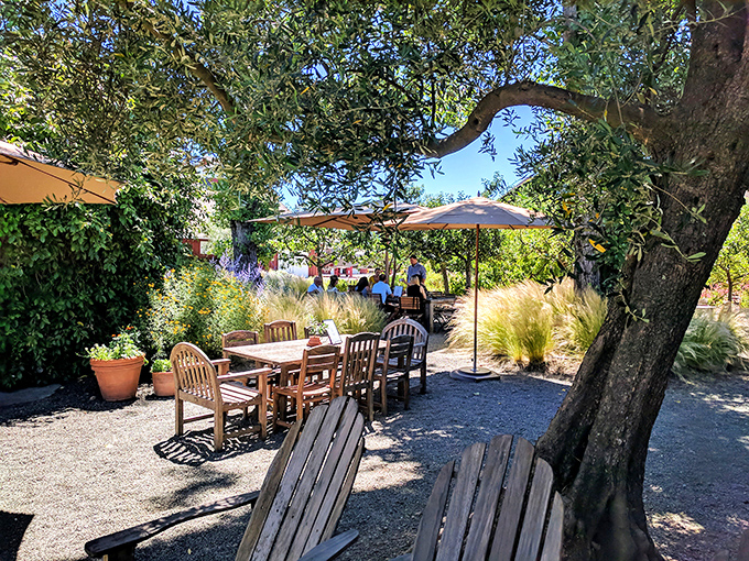 Outdoor tasting under ancient olive trees—where wine country lunches stretch lazily into afternoon conversations and nobody minds.