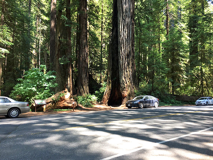 Parking among giants &ndash; where your car suddenly feels like it shrunk in the wash and the trees make skyscrapers look like ambitious saplings.