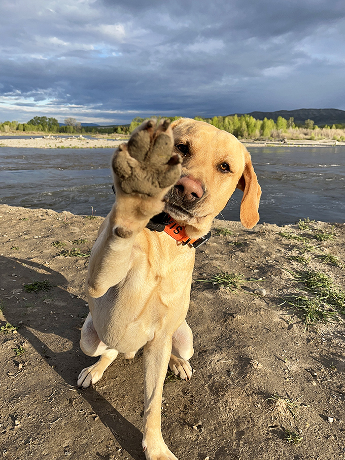 "High five for adventure!" This golden retriever clearly understands that the best travel companions have four paws and boundless enthusiasm.
