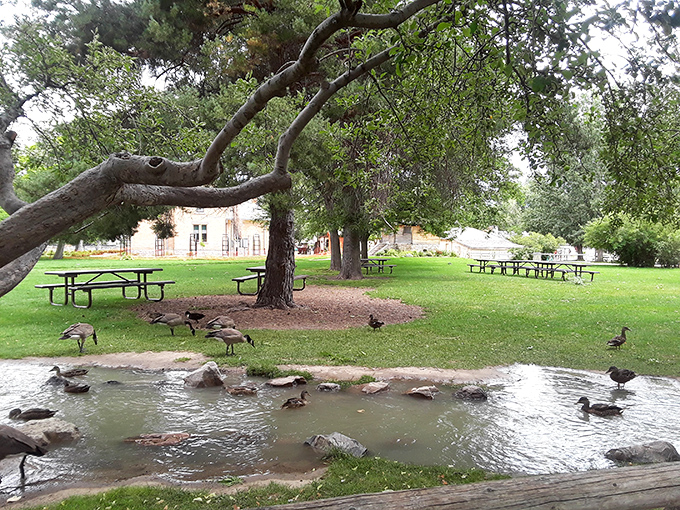Ducks hold their own farmers market meeting by the pond, probably discussing which human drops the best bread crumbs.