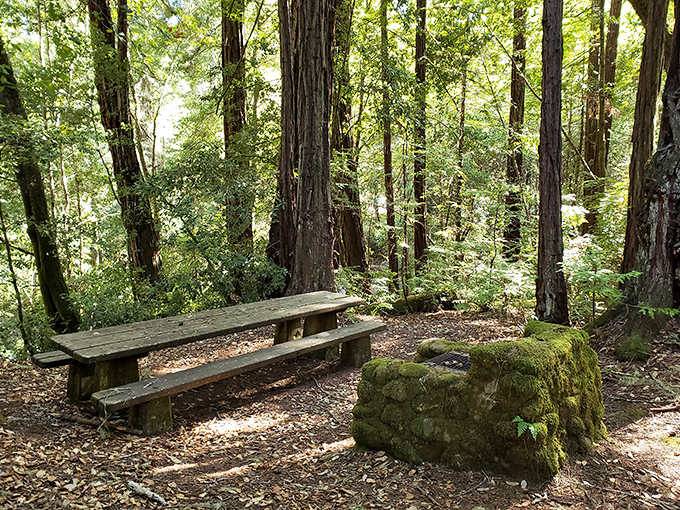 The five-star dining experience at Portola: rustic picnic tables, moss-covered fire rings, and overhead lighting provided by actual stars.