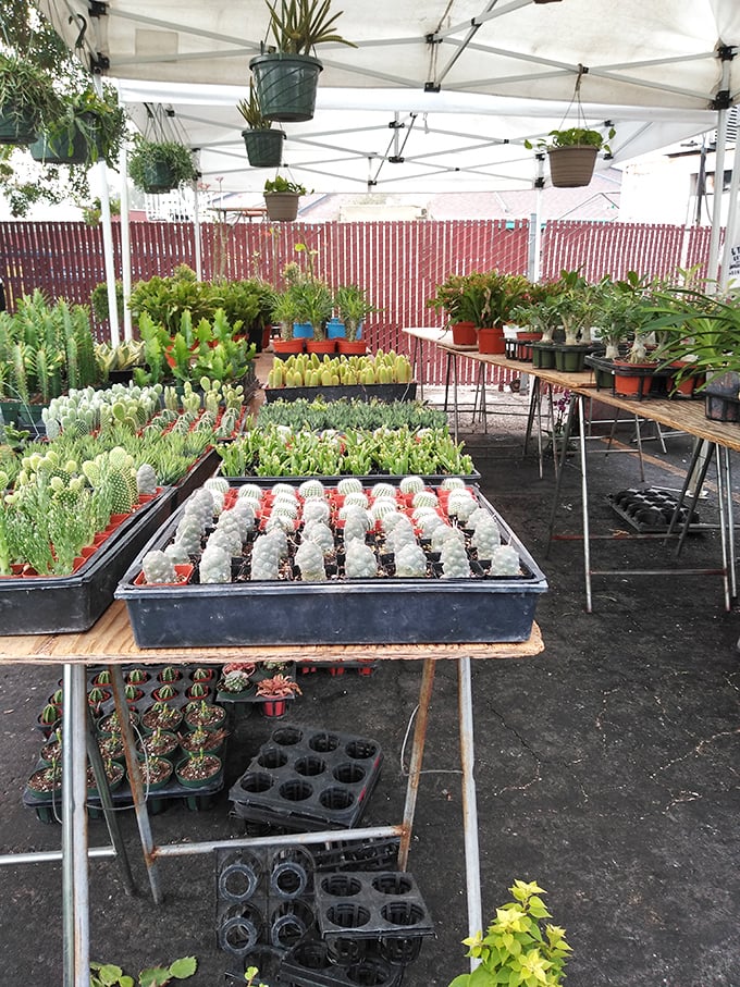 Succulent heaven! These little drought-resistant beauties are California's answer to "I can't keep plants alive"&mdash;yes, even you can manage these.