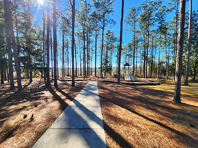 Sunlight creates natural spotlights on this pine-lined pathway, nature's version of a red carpet leading to Florida's geological celebrity.