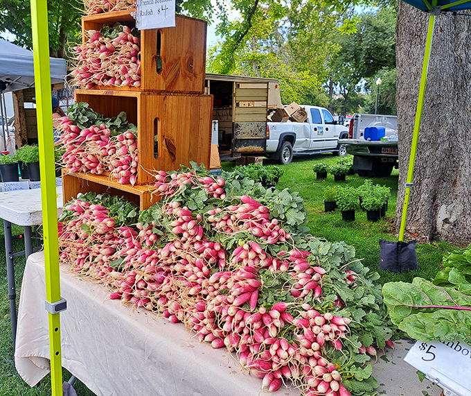 Radishes so fresh and vibrant they practically pulse with life &ndash; nature's spicy little jewels that make your average salad feel downright inadequate.
