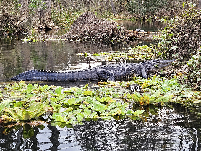"Don't mind me, just working on my tan." This prehistoric-looking resident reminds us who the original Floridians really were.