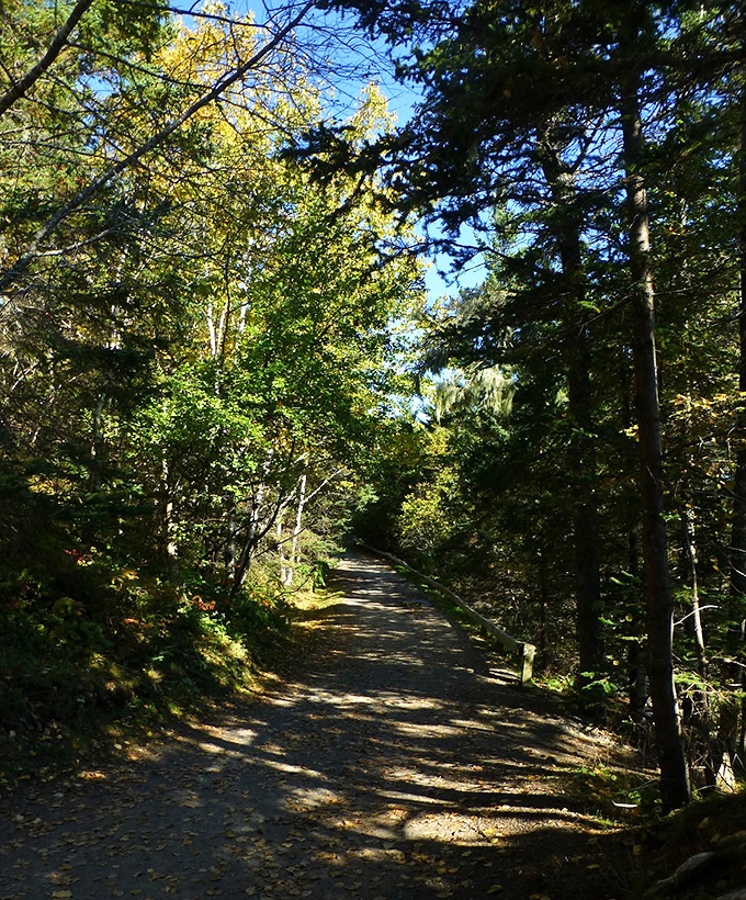 A shaded woodland corridor where dappled sunlight plays hide-and-seek between the branches.