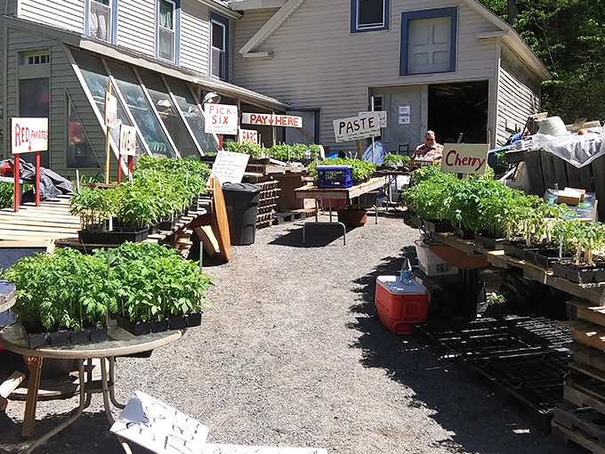 Local plant vendors at the farmers market prove fresh produce doesn't require taking out a second mortgage.