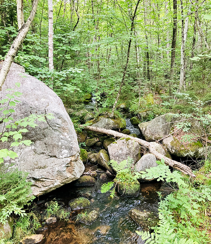Mother Nature's rock garden masterclass. This bubbling stream has been arranging these boulders and ferns for thousands of years.
