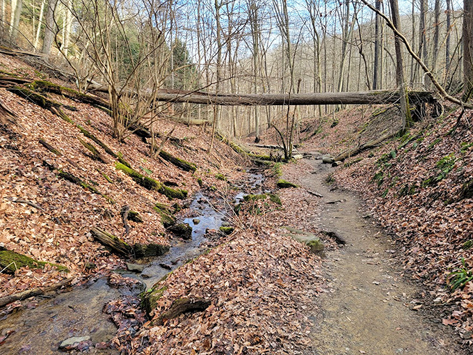 Spring awakening: where last autumn's leaves make way for this season's rebirth, creating nature's most perfect cycle of renewal.