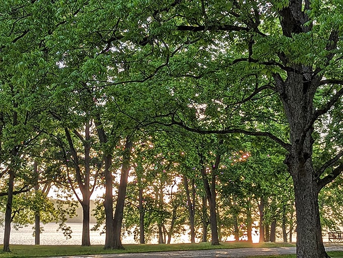 Trees frame the sunset like nature's own Instagram filter. No amount of screen brightness can compete with this daily light show.