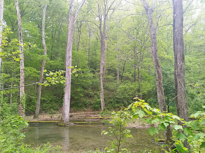 A serene pond reflects the surrounding forest like nature's own Instagram filter. #NoFilterNeeded