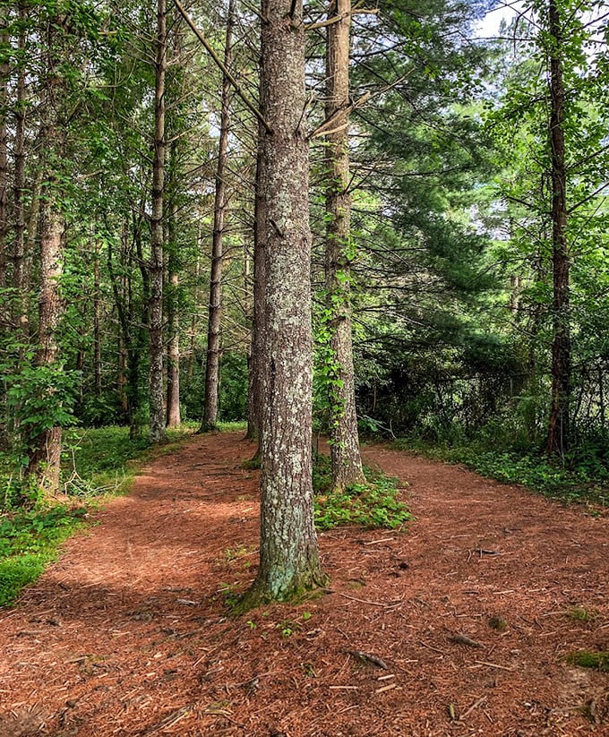 Nature's cathedral – towering pines create a peaceful sanctuary where the only sounds are rustling leaves and your own footsteps.