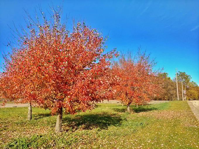 Fall transforms the park into nature's color palette gone wild. Like the trees are competing for who can wear autumn best.