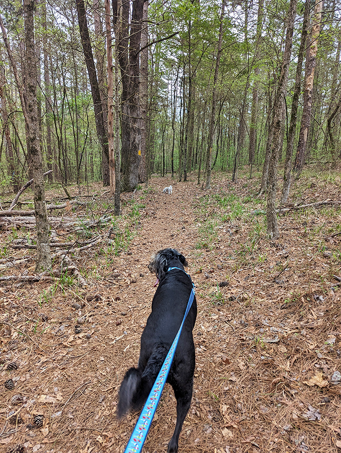 Trail companions make the best guides. This four-legged explorer seems to know exactly where the best views and smells await. 