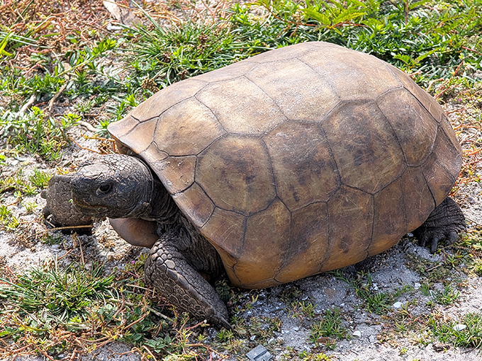 The island's true VIP resident moves at his own pace. When you've been around since dinosaur times, you've earned the right to ignore the fast lane. 