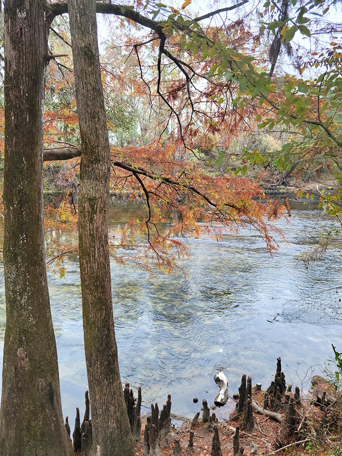 Fall foliage frames the spring in autumn gold, proving Florida does indeed have seasons &ndash; they're just more subtle and sparkly.