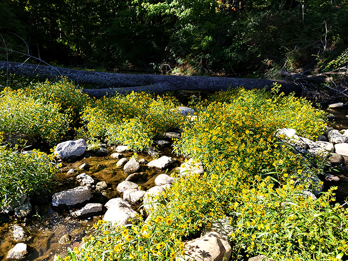 Golden wildflowers dancing around stream rocks&mdash;nature's version of a Broadway musical where every performer deserves a standing ovation.