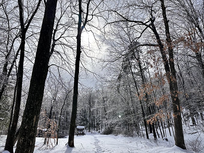 Winter transforms the familiar trail into a hushed wonderland where every footstep writes a temporary story in the snow. Narnia's got nothing on Connecticut in January. 