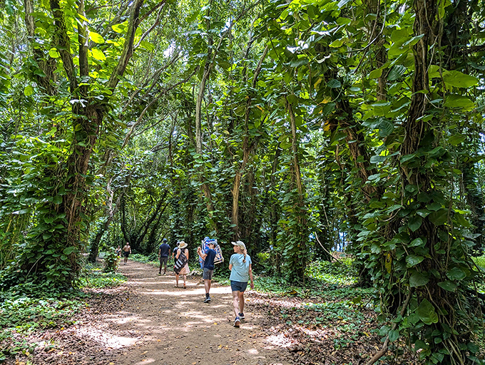 Hikers explore the lush jungle trails of Hā'ena State Park, where vine-draped trees create a magical green tunnel through paradise.