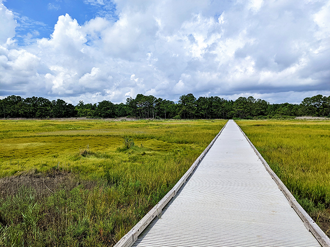 Holts Landing's boardwalk stretches across marshlands like a highway through nature's own water garden. The path less traveled often has the best views!