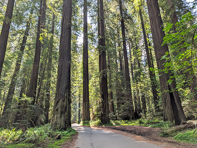 The Avenue of the Giants transforms your commute into a jaw-dropping journey through California's oldest living residents.