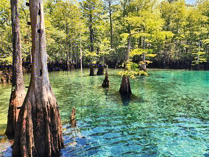 Morrison Springs' wooden platforms invite you into waters so clear they barely seem real. Dive in – reality is overrated.
