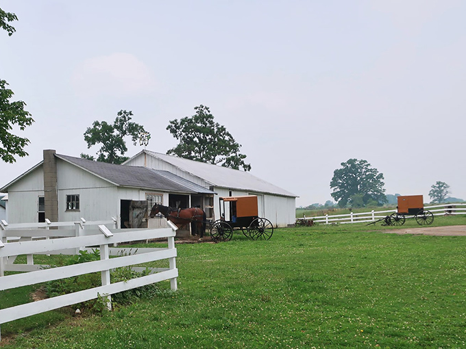 New Wilmington's pastoral landscape offers a peaceful retreat where farming traditions remain unchanged for generations.