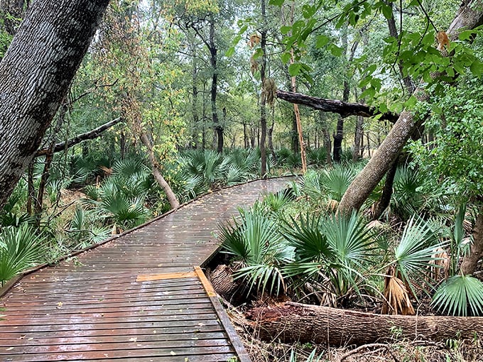 A wooden boardwalk winds through lush palmettos, leading visitors into a scene straight from Jurassic Park.