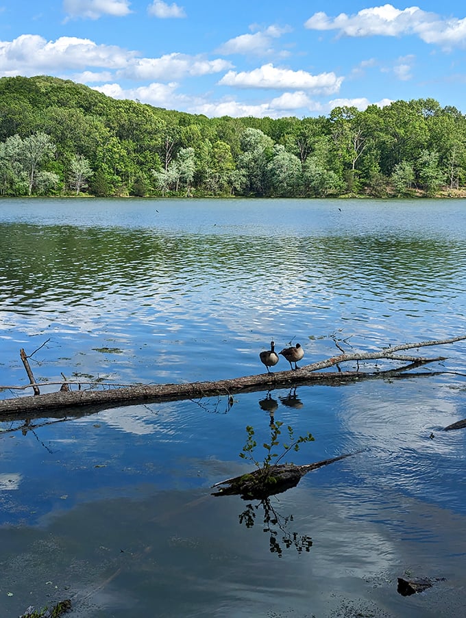 Two feathered friends demonstrate perfect balance on their fallen log perch, better than any circus act.