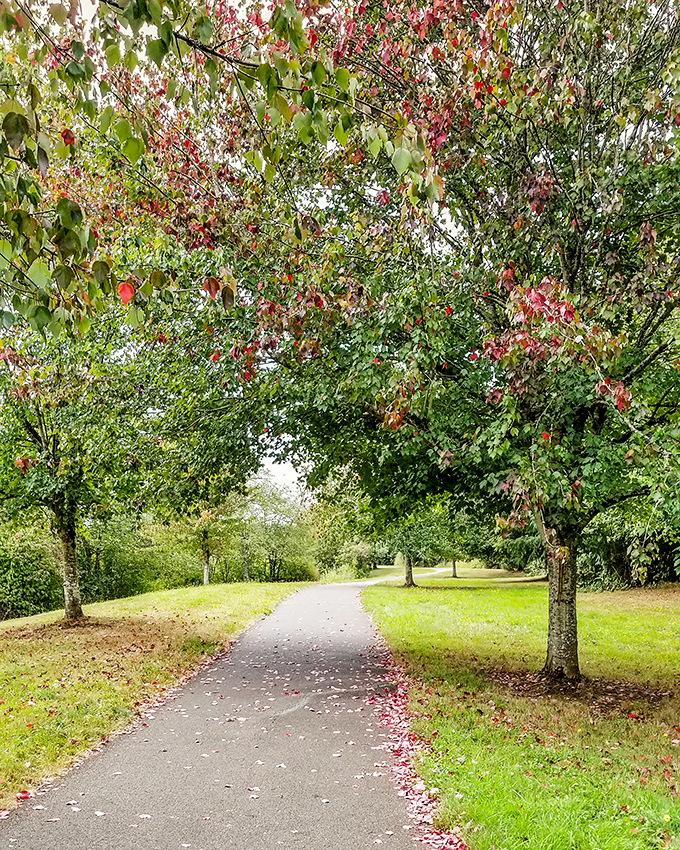Fall colors in Elma paint a masterpiece that's absolutely free to enjoy, unlike those big-city museum tickets.