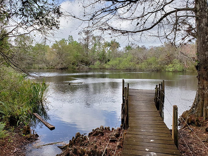 Swamp reflections create a mirror world where reality and dreams seem to blend together perfectly.