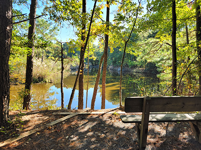 Sunlight filters through trees at Holts Landing, creating a dappled sanctuary where a simple bench offers front-row seats to nature's quiet show. Serenity now!