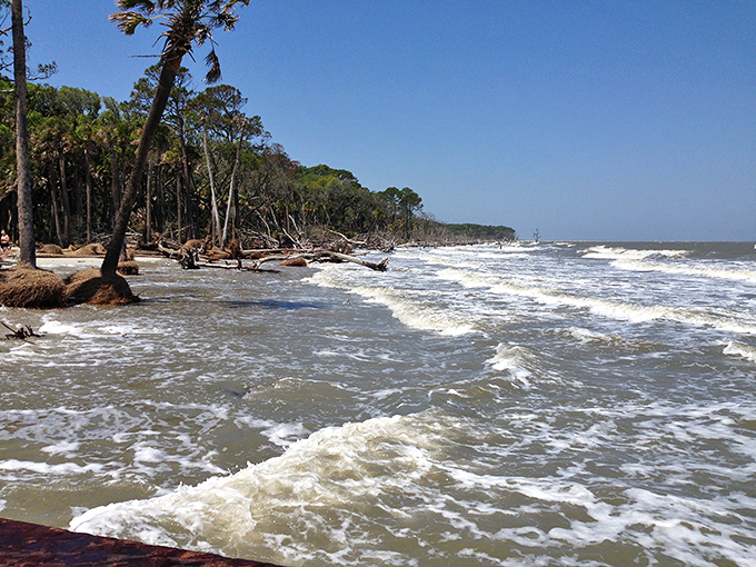 The relentless Atlantic waves sculpt Hunting Island's shoreline, where fallen trees create nature's own artistic installation.