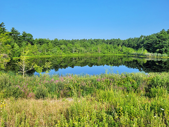 The kind of pristine, clear reflection that forces you to pause. Wildflowers, lush green forest, and a still body of water combine to create a perfect summer sanctuary.