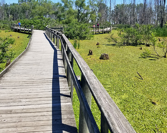 Wetland boardwalk stretching toward horizon. Maumee Bay's path lets you walk on water without the biblical credentials.