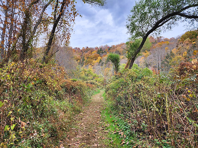 Autumn's paintbrush transforms New River's trails into golden pathways that would make even Tolkien's elves stop and take photos.