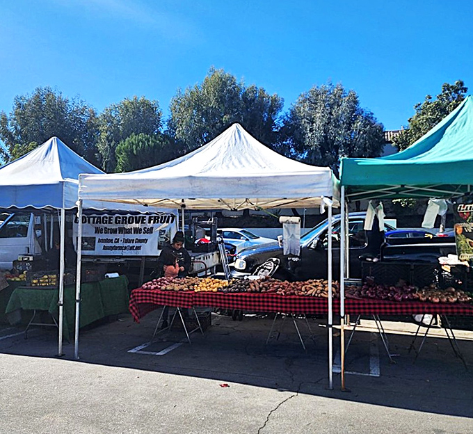 Morning light bathes Torrance Farmers' Market in golden California sunshine, illuminating a world of fresh possibilities.