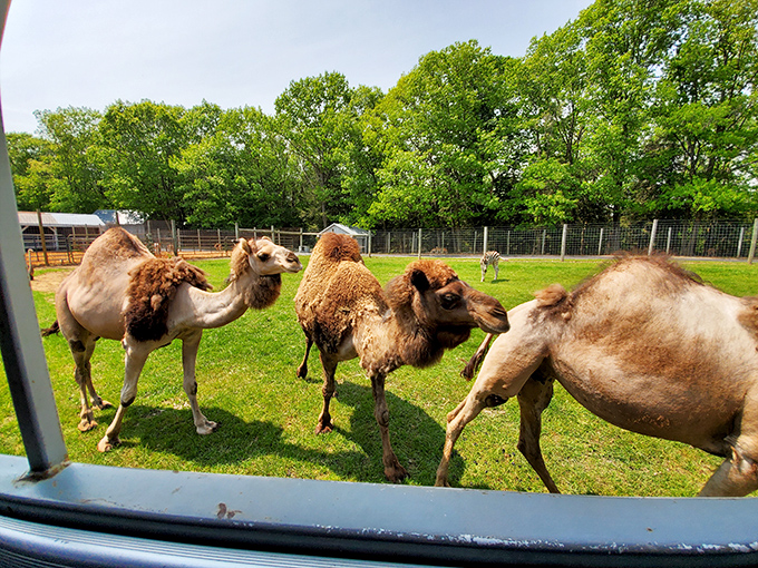 At Adirondack Animal Land, camels seem as surprised to be in upstate New York as you are to find them there.