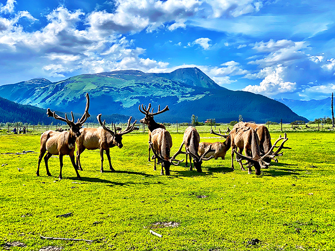 Dinner with a view: These majestic elk remind us who the real locals are in this mountain paradise.