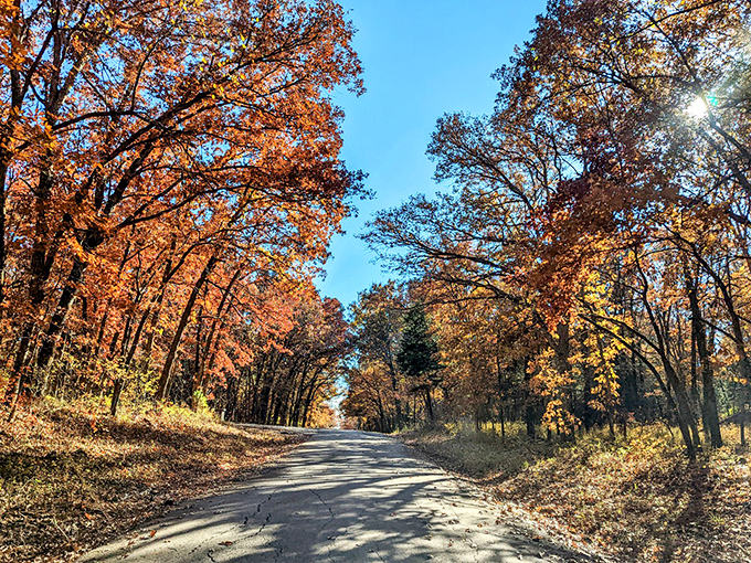 Fall's fiery display frames the park road like nature's red carpet, inviting you to drive through this seasonal spectacular.