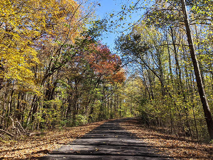 Autumn's golden hour transforms an ordinary park road into a tunnel of warm light and possibilities.