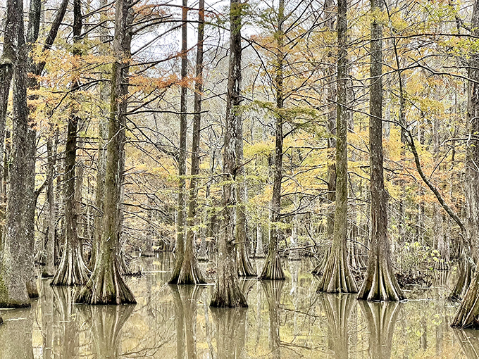 Autumn at Chicot turns the cypress swamp into something straight out of a nature documentary you'd actually stay awake for.