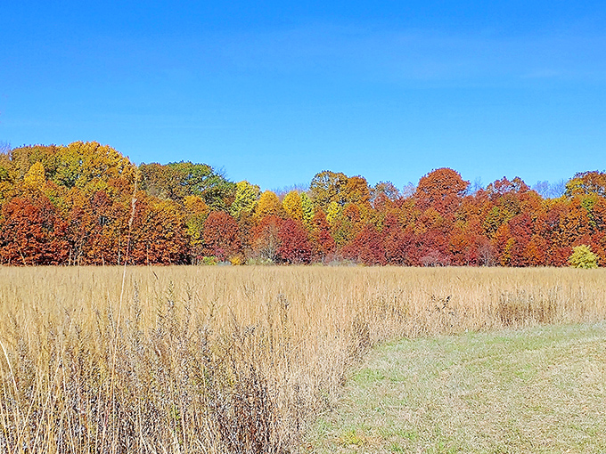 Autumn's paintbrush transforms Erie Bluffs into a masterpiece. Golden meadows meet fiery forests under that impossibly blue Pennsylvania sky.