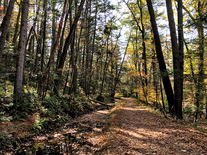 Fall's paintbrush transforms Caledonia's trails into a golden gallery. Even the sunlight seems to have gotten the autumn dress code memo.