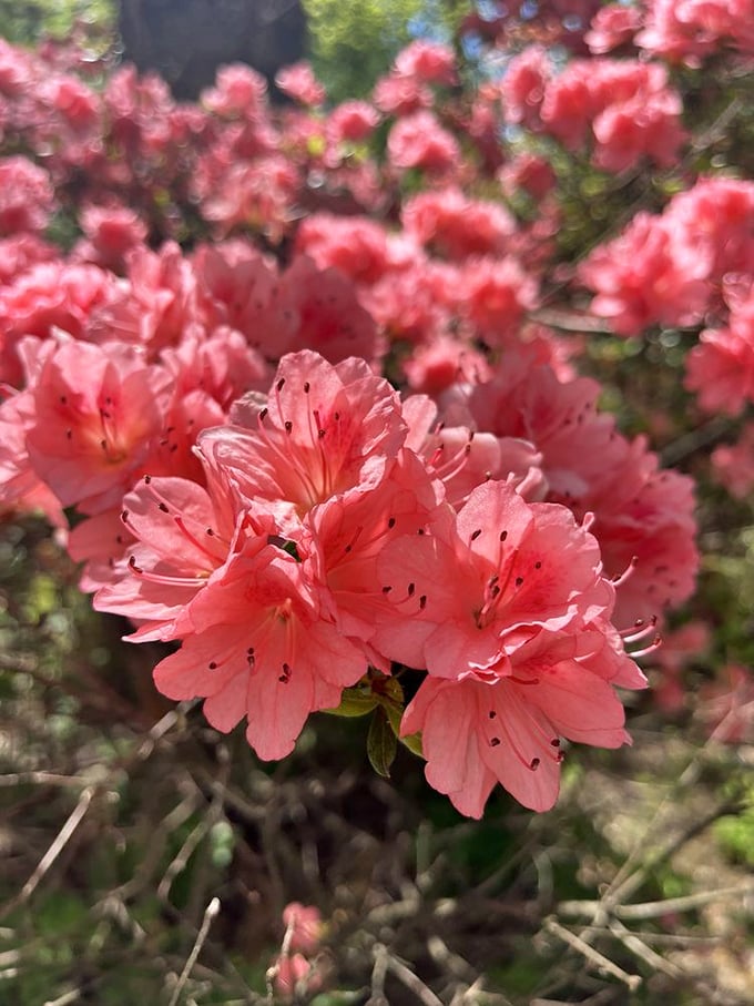 Nature's fireworks display! These coral-pink azalea blooms with their delicate stamens reveal why photographers and painters have been inspired here for generations.