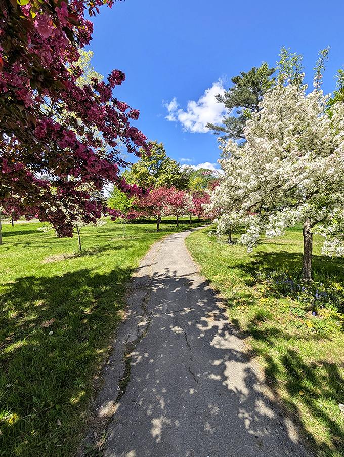 Spring explodes in Belfast City Park, where flowering trees put on a show that rivals any Broadway production.