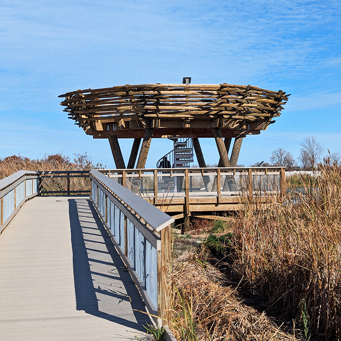 The Birds Nest Observation Tower rises from wetlands like something from a sci-fi nature documentary. The view's worth every step.